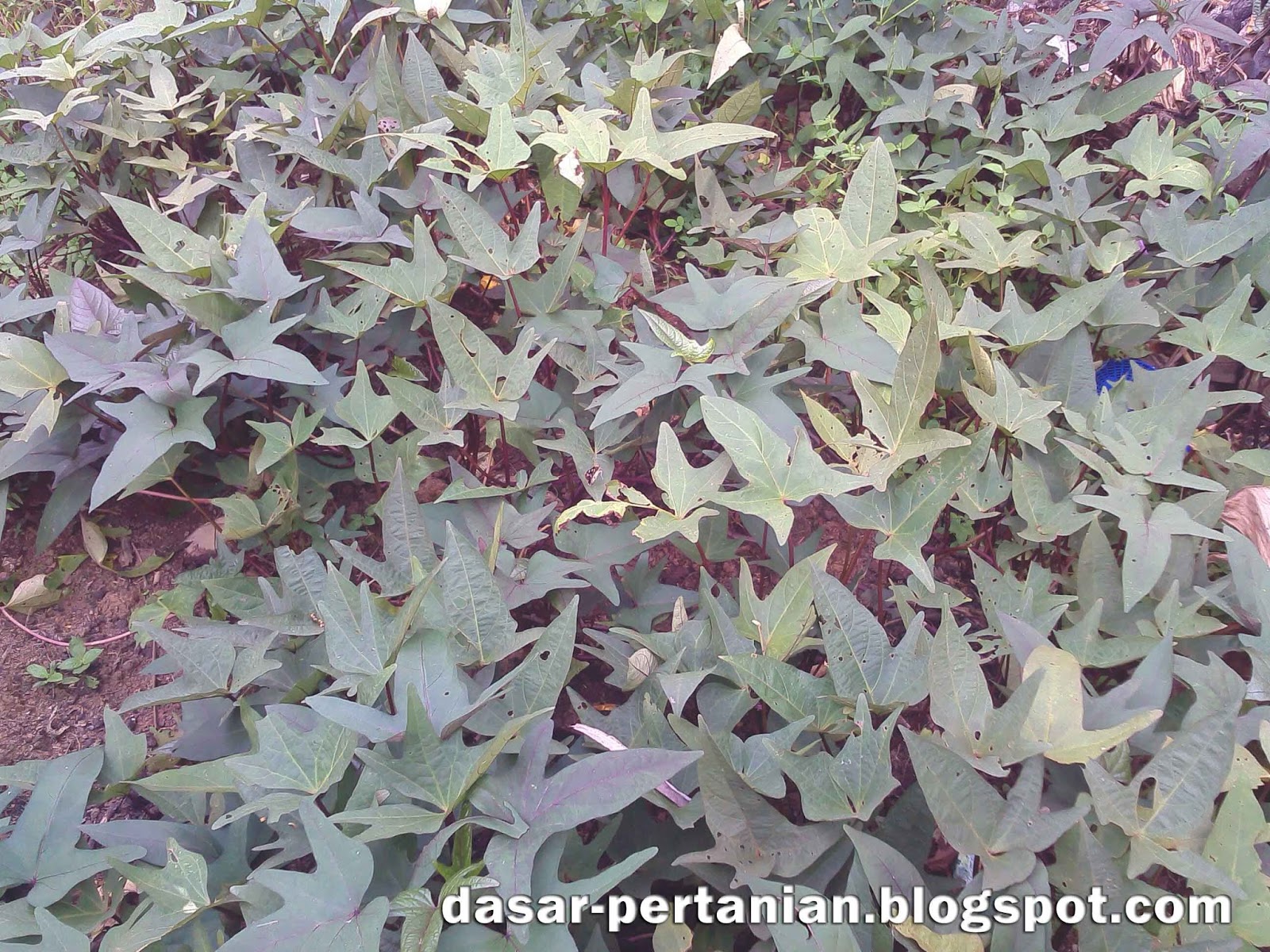 Panduan Budidaya Ubi Jalar Biar Cepat Sukses - saung petani