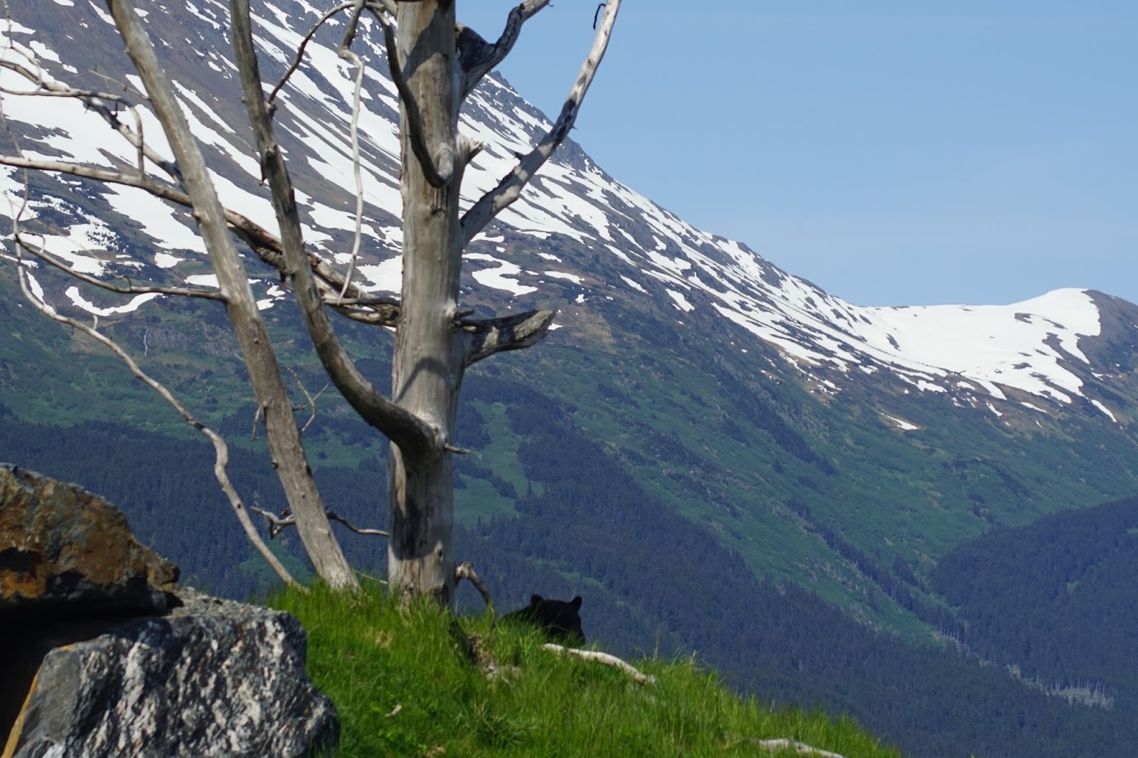 Lost But Loving It...In Alaska!: The End of an Em-bear-assing amount of ...