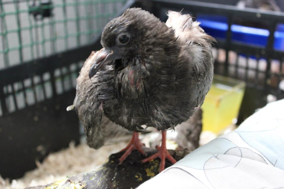 Mis amigas las palomas: Tratamiento ALA ROTA