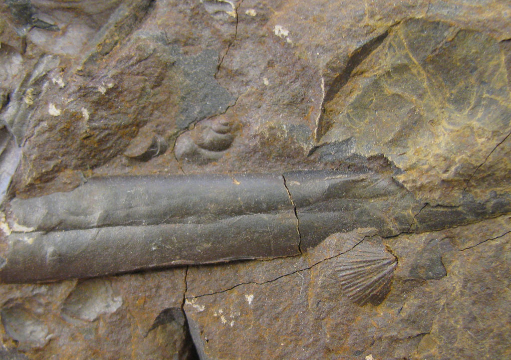 Views of the Mahantango: Bactrites aciculum cephalopod from the ...