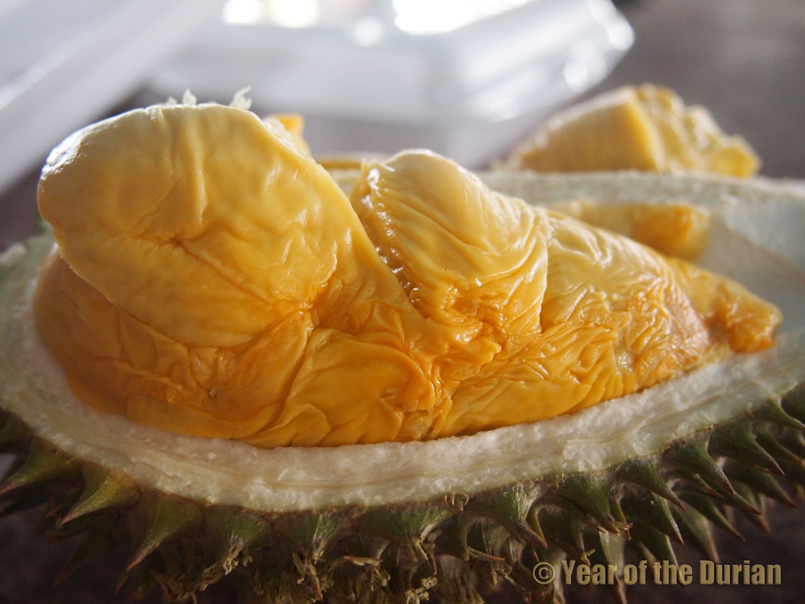 Durio Zibethinus - Year of the Durian