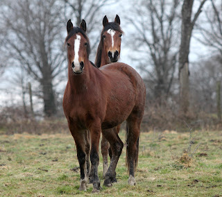 TimboBaggins Abroad: Breton Horses