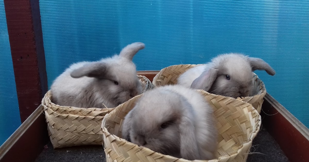 Jual Kelinci Holland Lop | http://www.jualkelincihollandlop.info ...