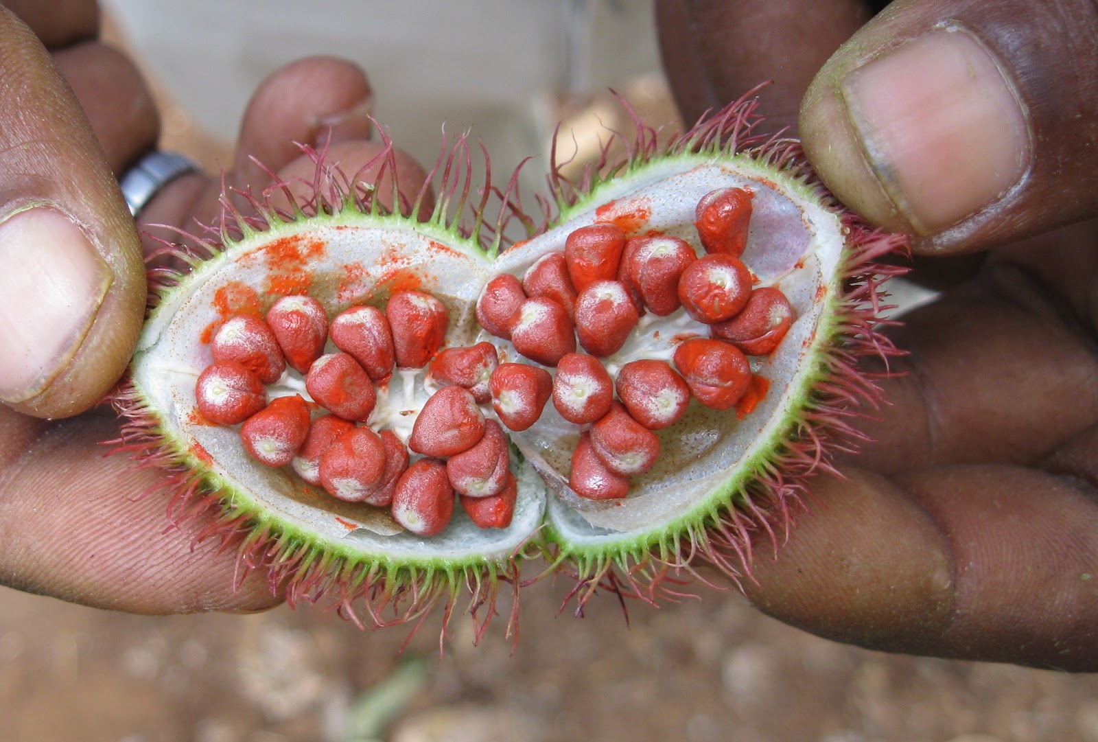 Farms Forests Foods: Keeping Traditions Alive: Making Achiote in the ...