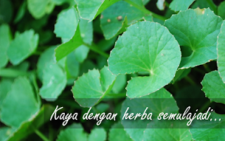 KESIHATAN MENGGUNAKAN HERBA TEMPATAN