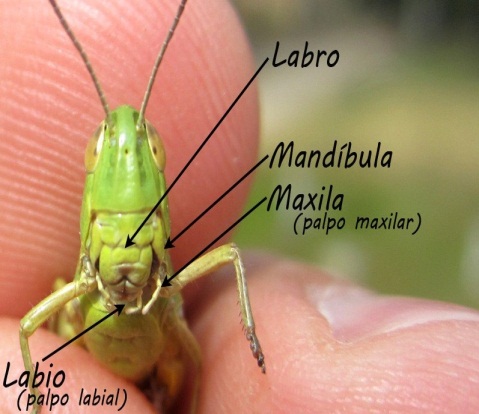 InSeCtOs: PIEZAS BUCALES Y DE ALIMENTACIÓN