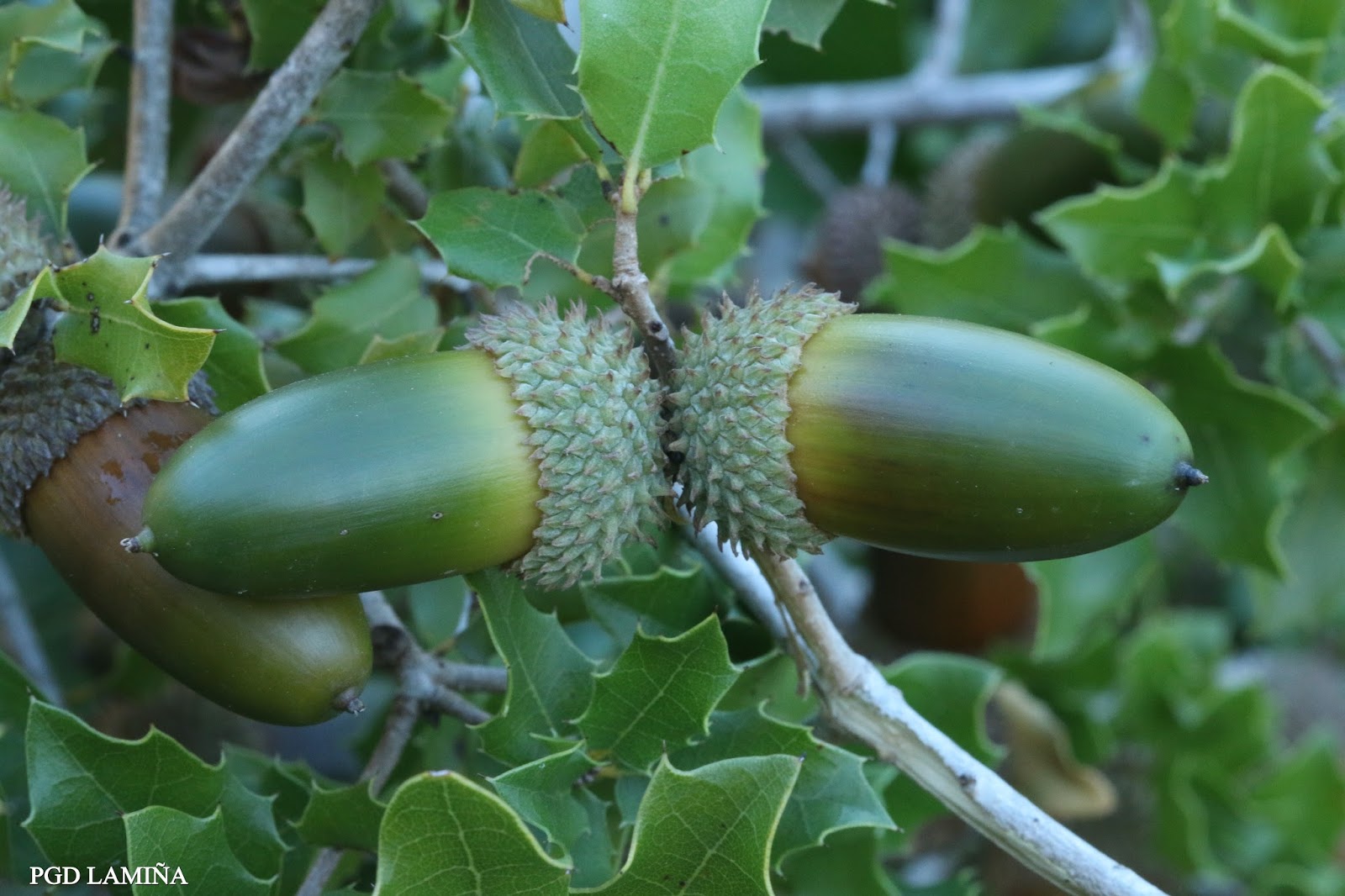 QUERCUS COCCIFERA. coscoja.