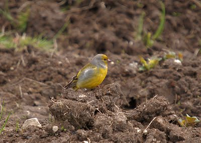 A Wirral birders blog: Shetland. Day 2. Unst