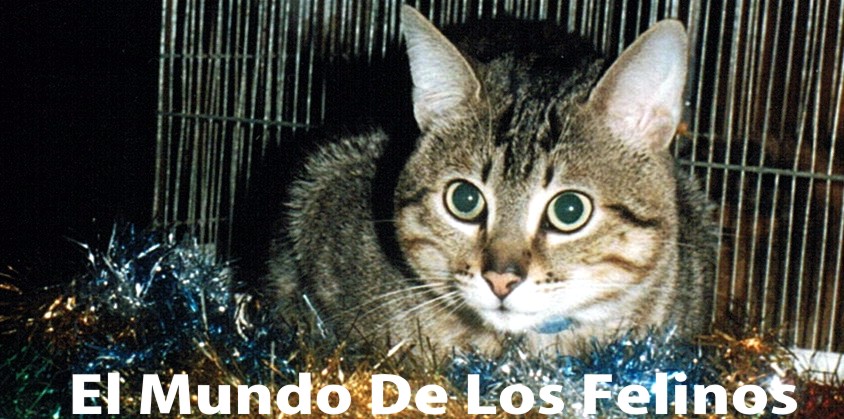 El Mundo De Los Felinos: Gato Mexicano doméstico