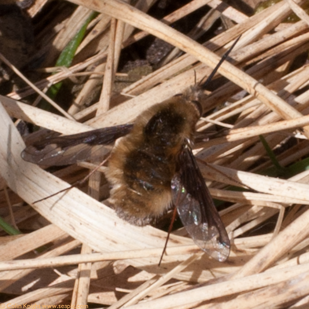 Postcards from Sussex: Dingy Skippers and a Green Hairstreak at Mill Hill
