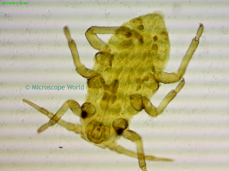 Microscope World Blog: Insect under the Microscope