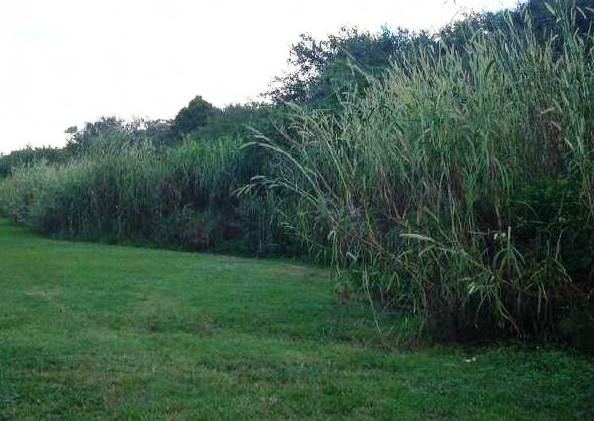 Estágio no Sítio dos Herdeiros: O capim elefante (Pennisetum purpureum ...