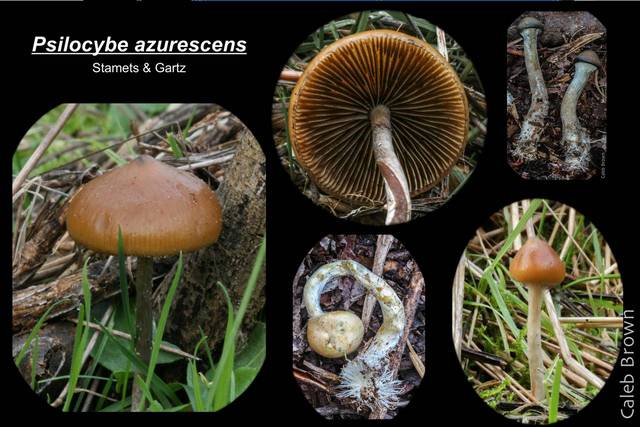 Mushroom growing kit: What are the Parameters to Cultivate Azurescens ...