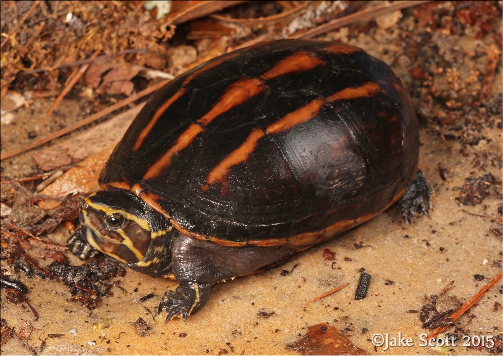 Genus kinosternon - Kura kura Lumpur (Mud Turtle) - Turtle of the World ...