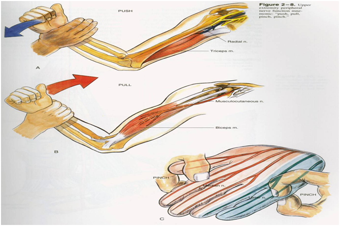 Dentistry and Medicine: Regional Anesthesia Manual—upper extremity blocks