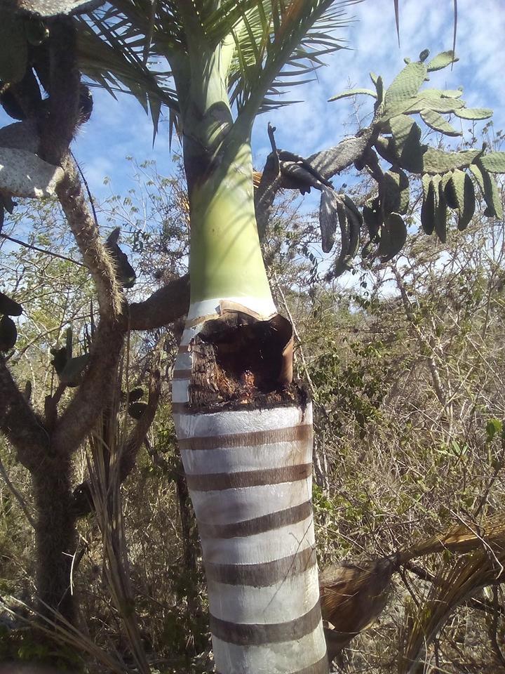 Cacheito o cacheo de Oviedo (Pseudophoenix ekmanii Burret)