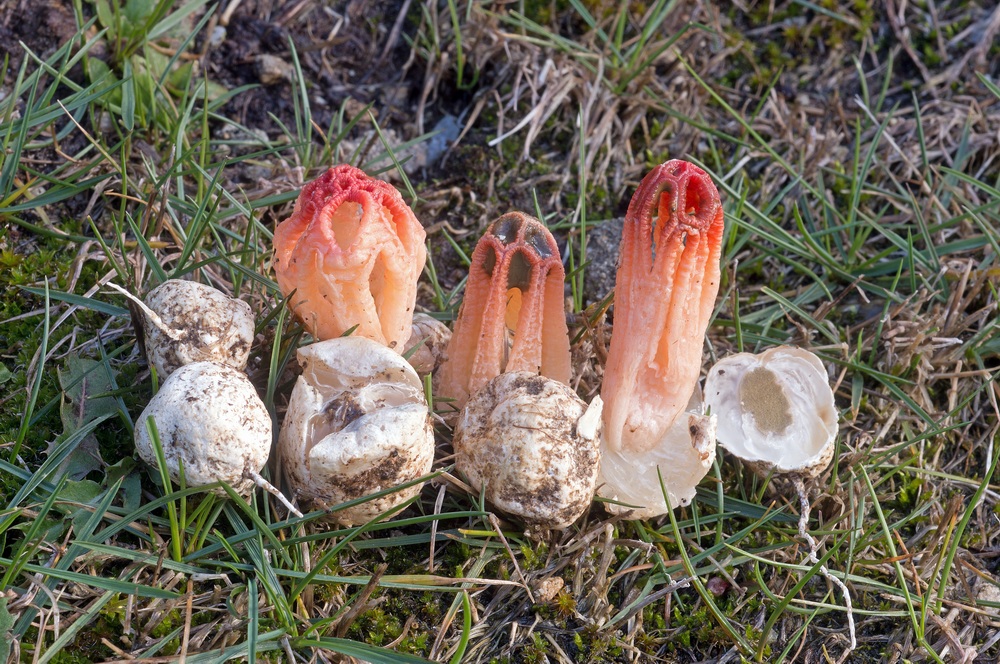 Colus hirudinosus Cavalier & Séchier • CEMAS • Orden Phallales