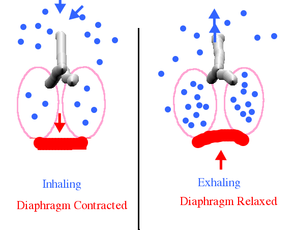 Science Alive: Model Lung