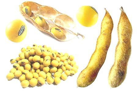 traitements bios: les merveilleux bienfaits du soja...