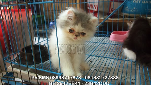Hamster Dan Kucing Persia Murah Surabaya: KUCING PESEK / PIGNOSE ...