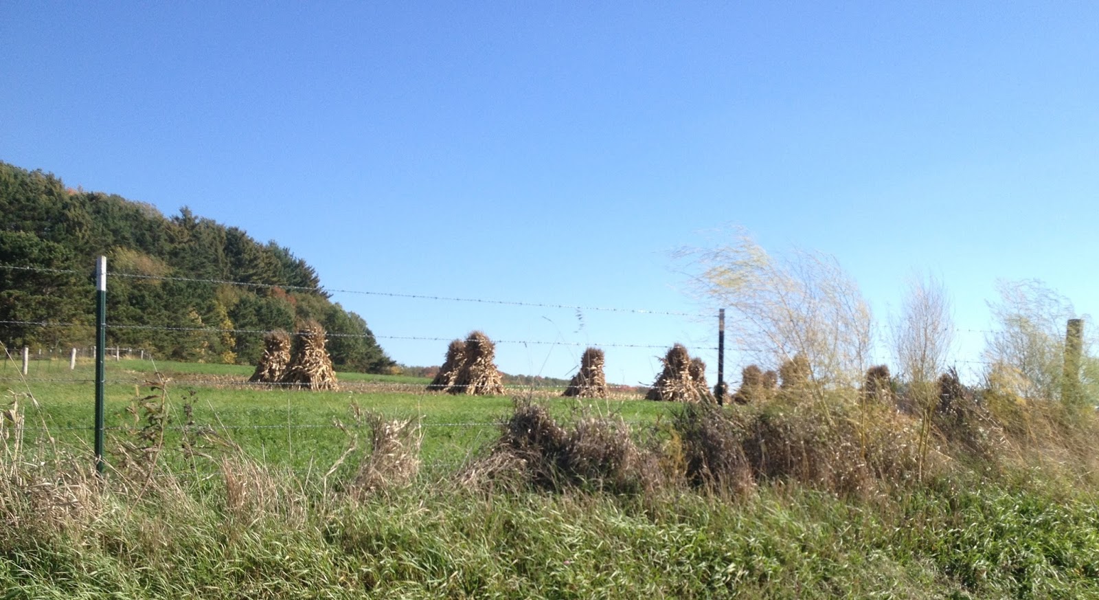 Amish Horses: Amish Fall