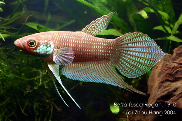 Mania de Aquário: Betta sp.