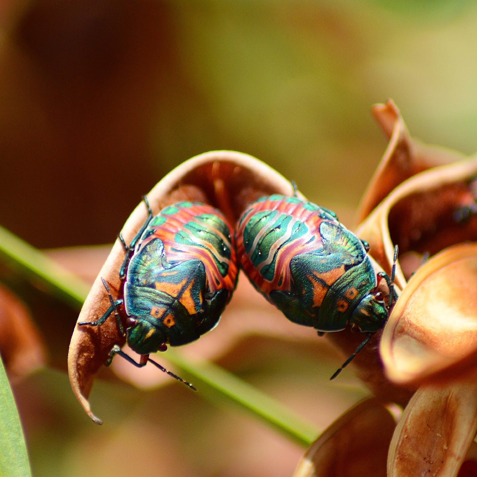 The Insect Diary: Nymphs of Green Shield Backed Bug: Coleotichus costatus