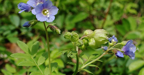 Abscess Root-Polemonium reptans L.