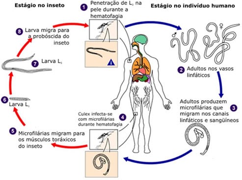 OS Flagelos: Parasitoses Intestinais