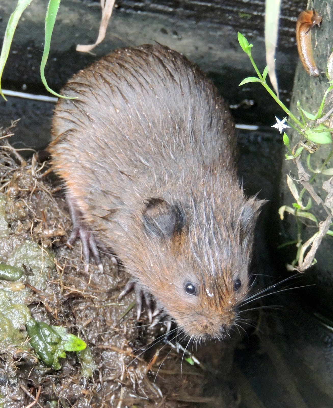About a Brook: Baby Water Voles at Play