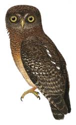 Tierra de lechuzas, búhos, mochuelos, autillos, cárabos: Ninox de ...