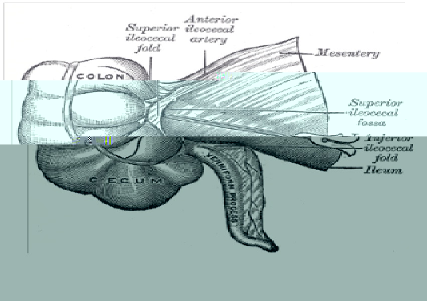 Ners Education: Asuhan Keperawatan Apendiksitis