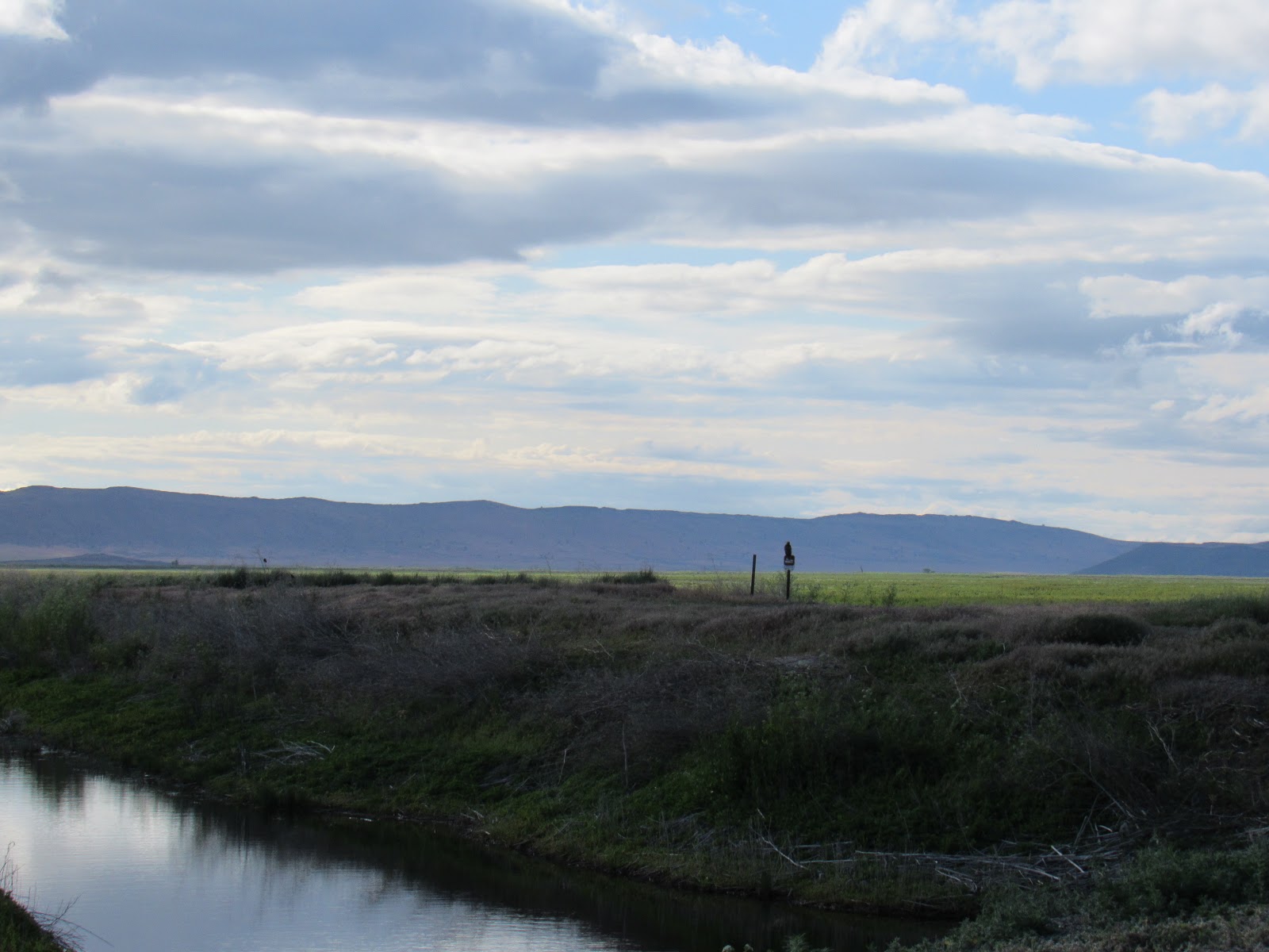Wings and Daydreams: Lower Klamath National Wildlife Refuge - Part 1