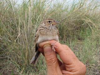 Birds of Ethiopia: Masked Lark records 2011 in southern Ethiopia