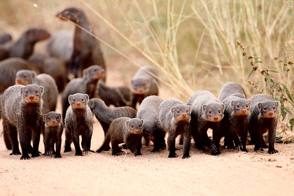 TVL: Animal da semana - Mangusto