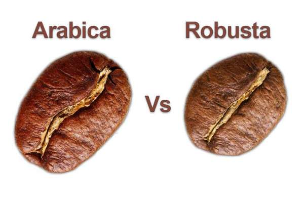 10 Perbedaan Antara Kopi Arabica dan Robusta - Dapur Modern 10 Perbedaan Antara Kopi Arabica dan Robusta - Dapur Modern