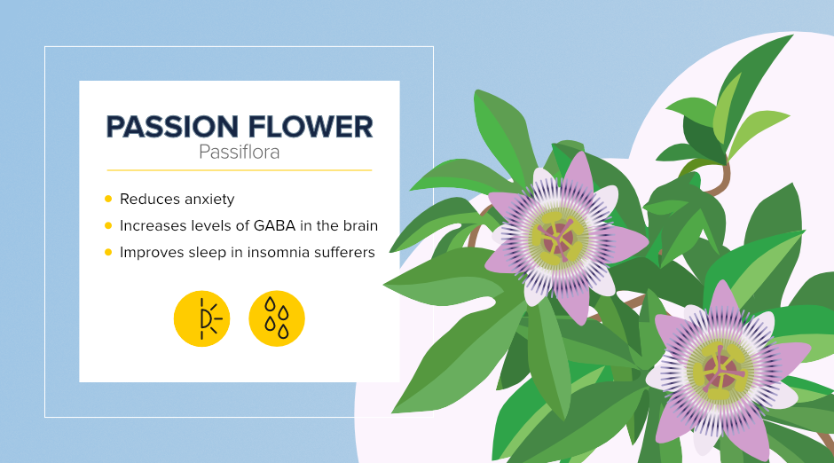 15 Bedroom Plants That Help You Sleep Well