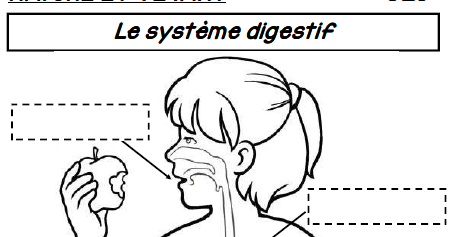 A l'encre violette: LE SYSTEME DIGESTIF