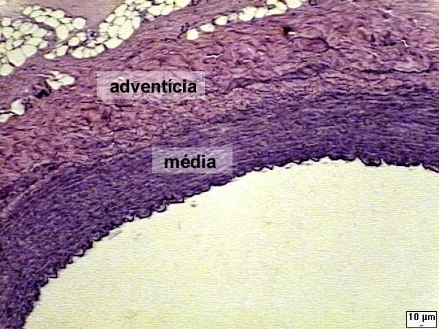 Histologia: Sistema Circulatório
