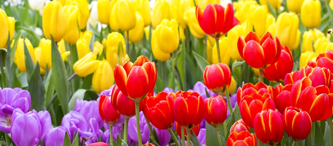 National Flower of Turkey