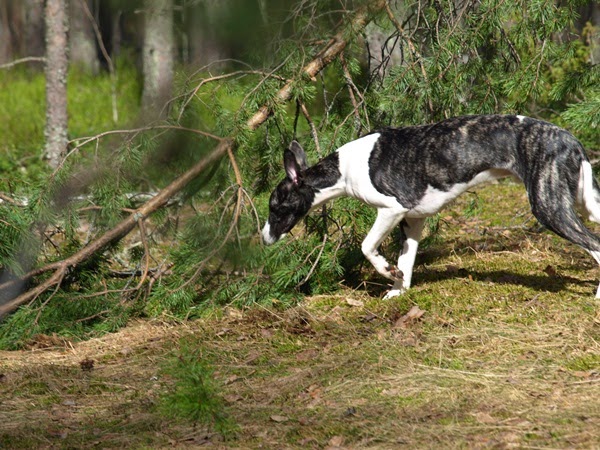 the dog & the hedgehog: KEISARIN UUDET KUVIOT. EIKU.
