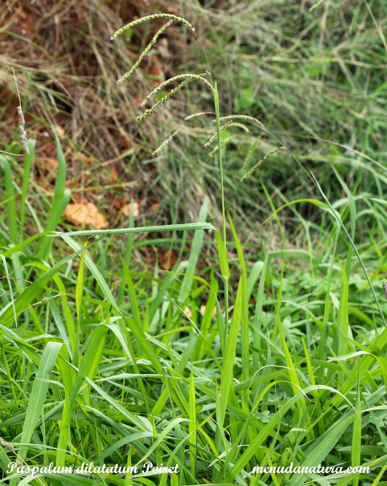 Menuda Natura: Paspalum dilatatum Poiret