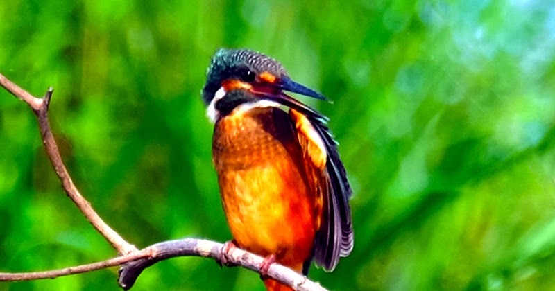 Le Thua: Chim chài chài