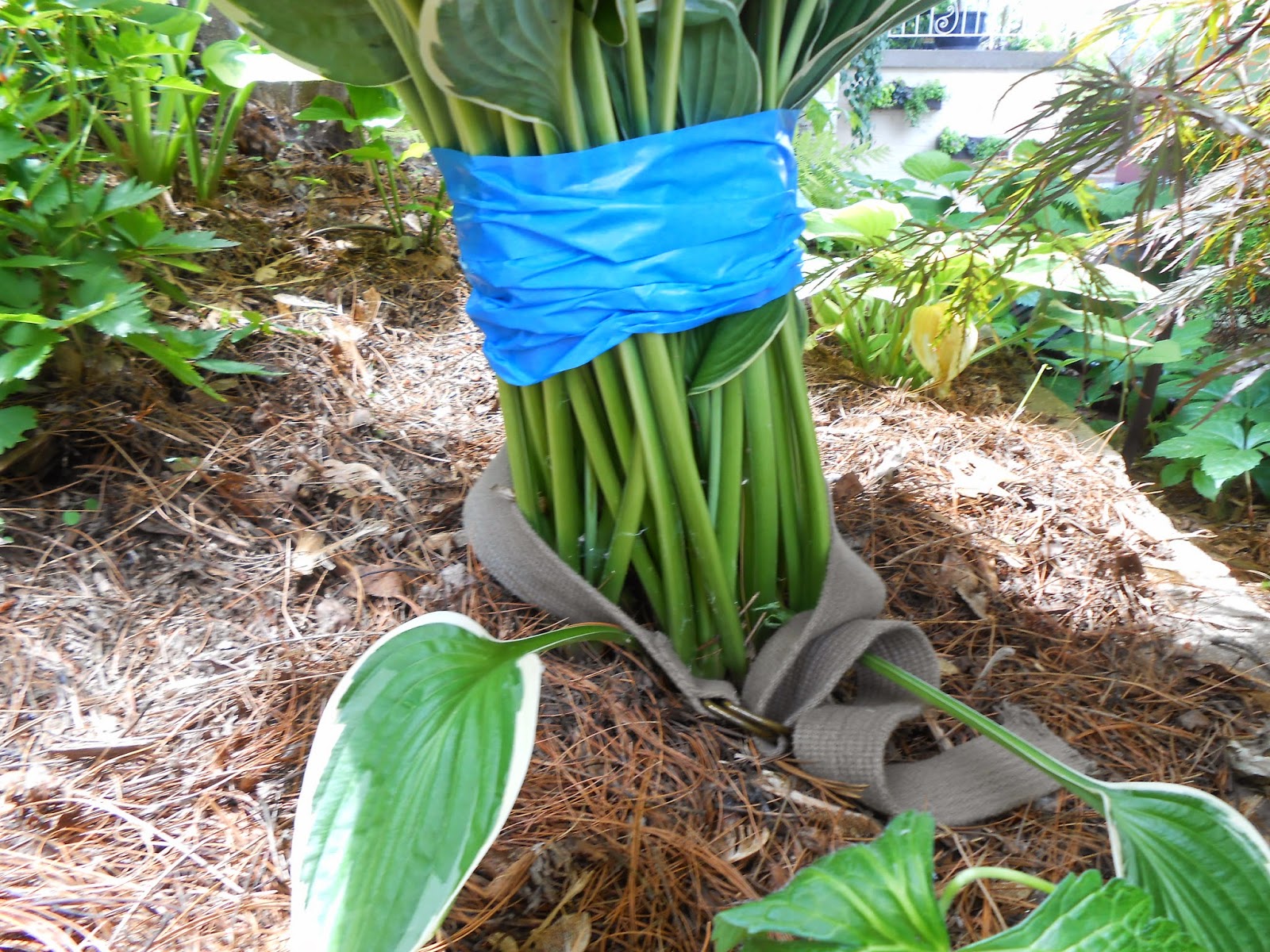 Sproutsandstuff: Moving a Leafed Out Hosta with the Help of a Belt and ...
