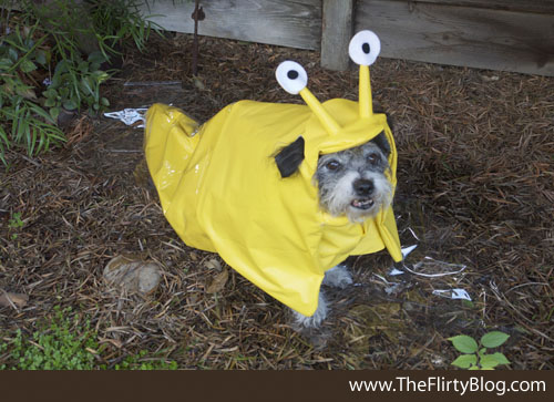 I Found The Place (Formerly The Flirty Blog): Cutest Banana Slug Ever