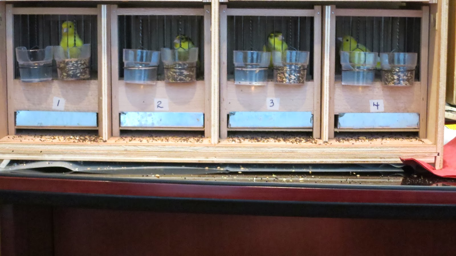 Canary Tales: German Roller Competition At National Cage Bird Show