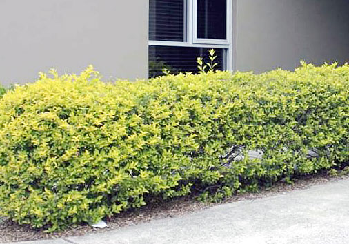 TANAMAN YANG COCOK UNTUK TANAMAN PAGAR | Tips Petani