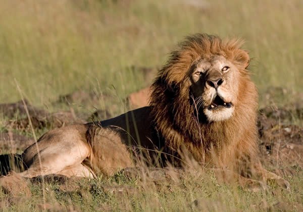 Universo Animal: ¿Es el león el rey de la selva?