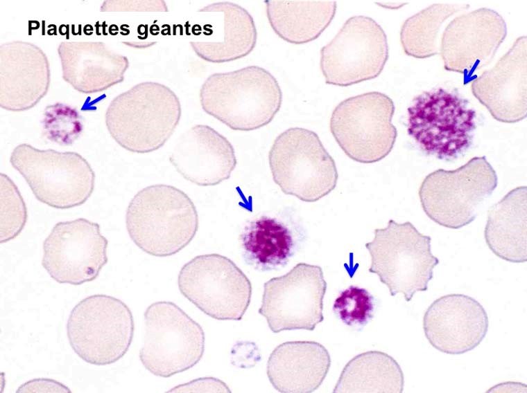 Doc' Chiffres & Mots: Le suffixe "-cyte" : les cellules du corps