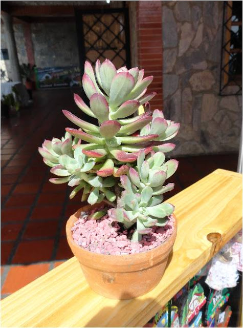 La Doctora De Las Plantas: Plantas crasas en macetas: ideas para ...